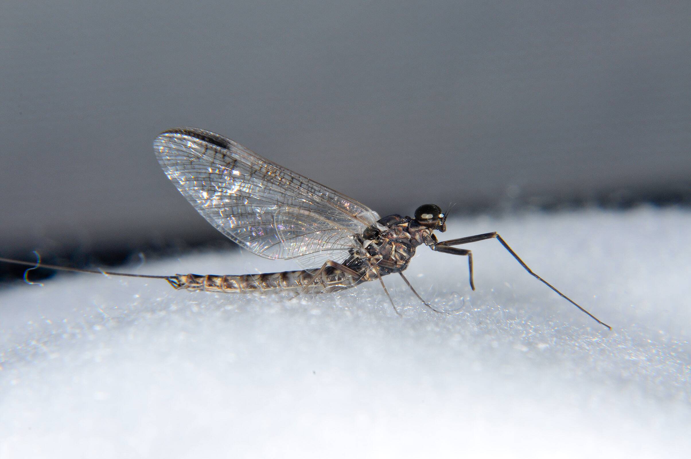 Mayfly Family Ameletidae (Brown Duns)