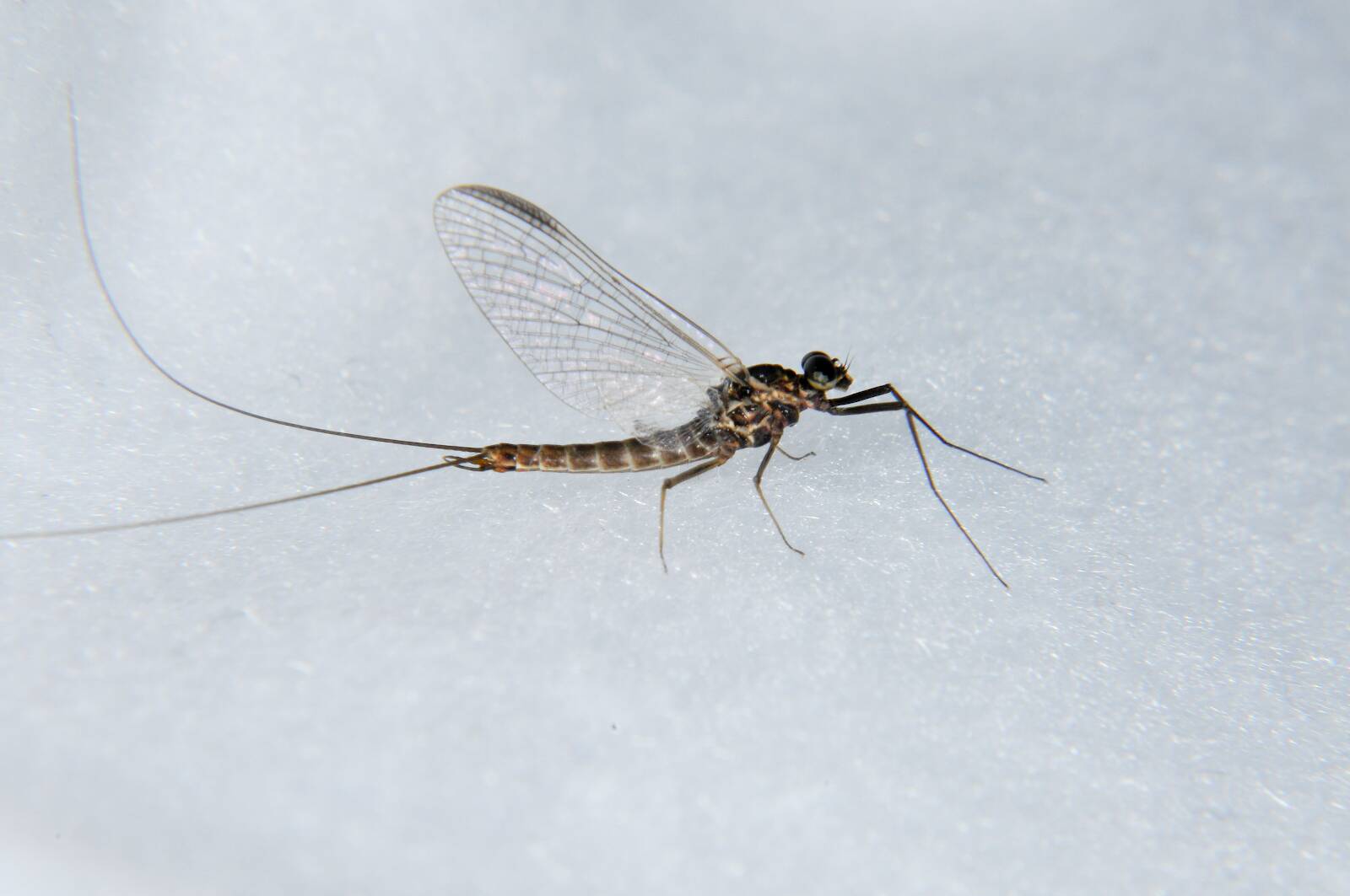 Mayfly Species Rhithrogena morrisoni (Western March Browns)