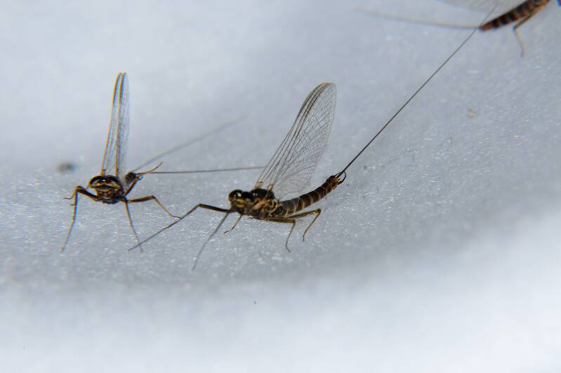 Male Rhithrogena morrisoni (Western March Brown) Mayfly Spinner Pictures