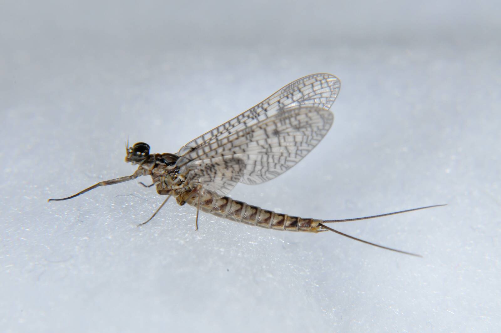 Mayfly Family Ameletidae (Brown Duns)