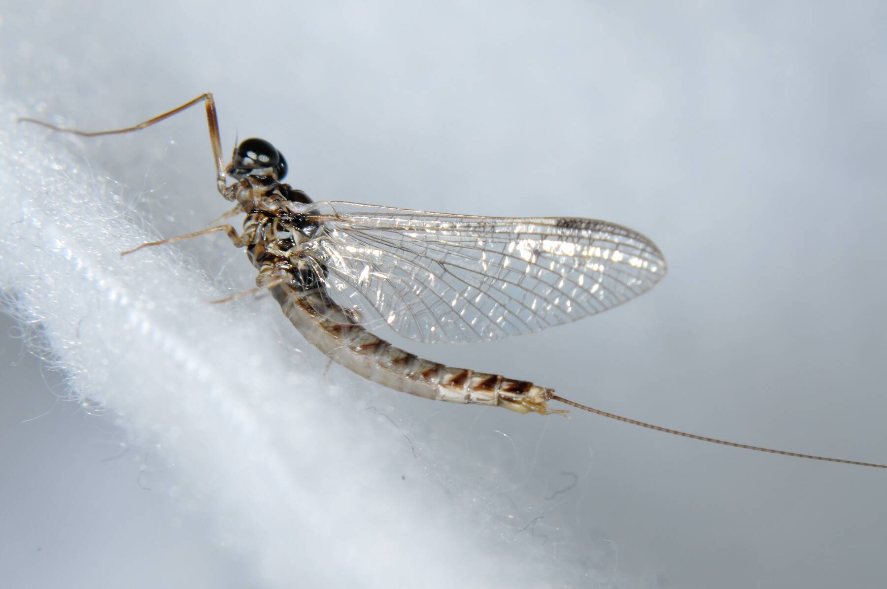 Mayfly Family Ameletidae (Brown Duns)