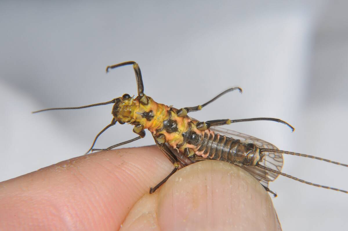 Stonefly Species Perlinodes aurea (Springflies)