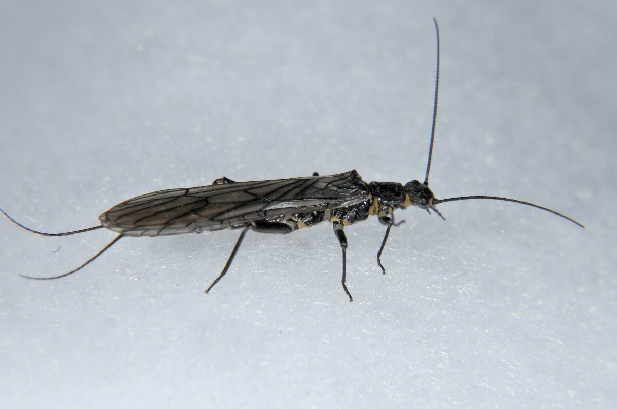 Stonefly Family Capniidae (Snowflies)