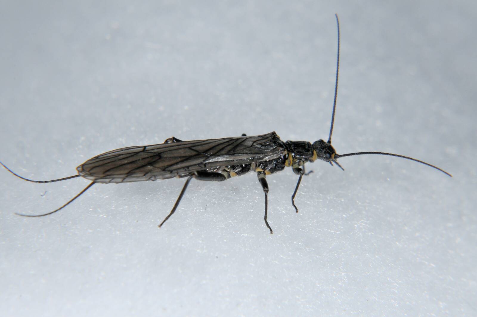 Stonefly Family Capniidae (Snowflies)