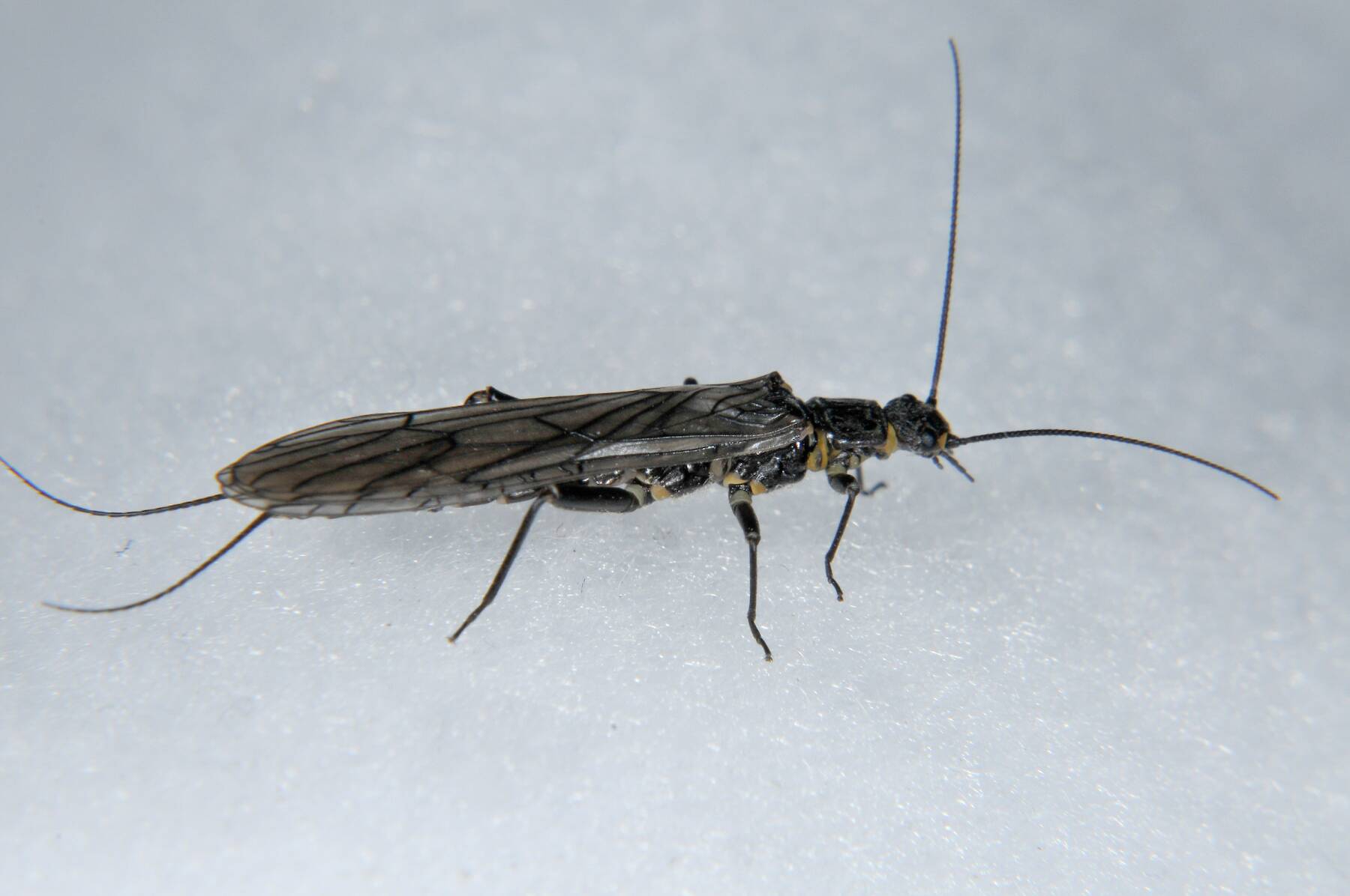 Stonefly Family Capniidae (Snowflies)