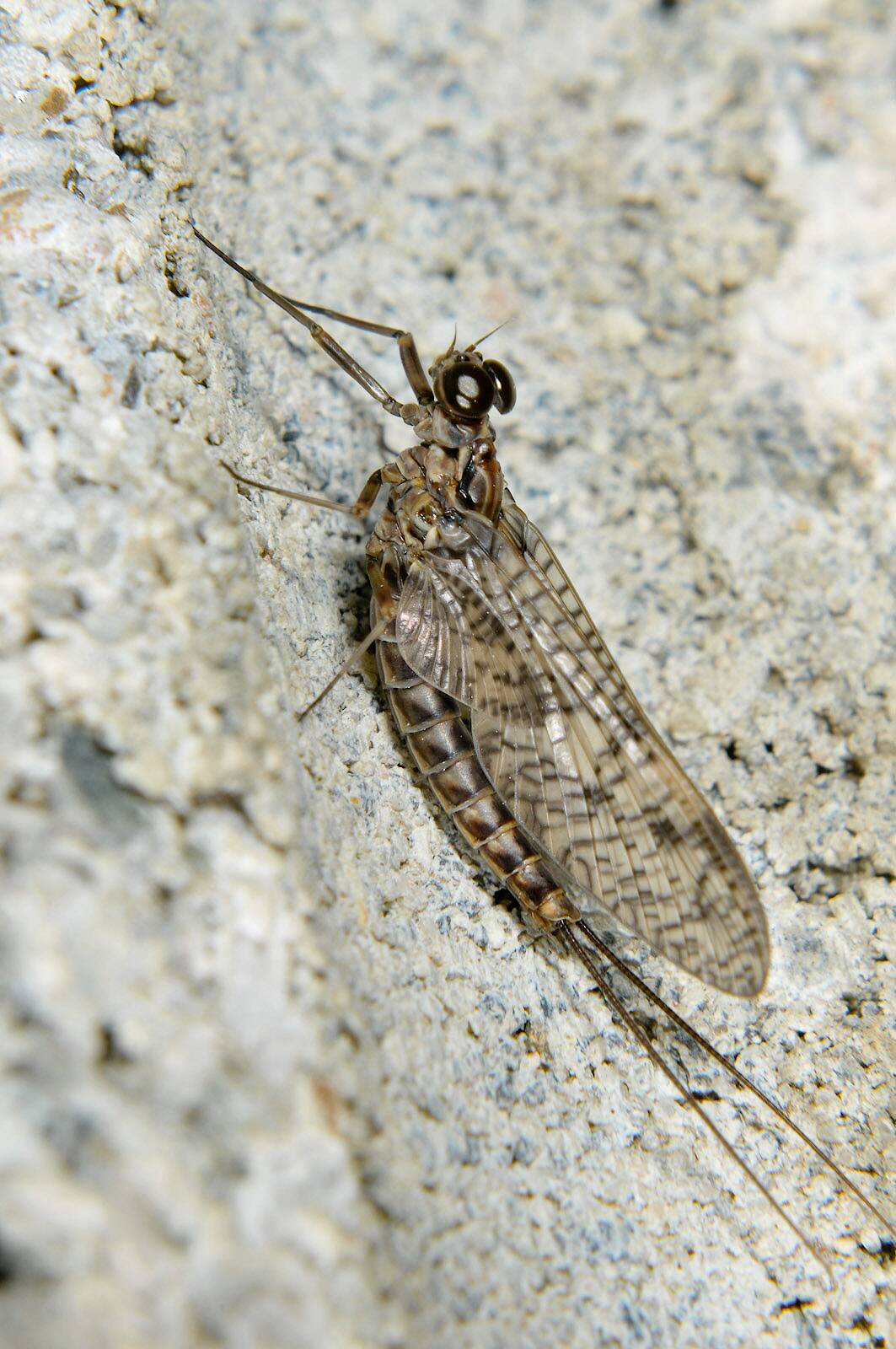 Mayfly Family Ameletidae (Brown Duns)