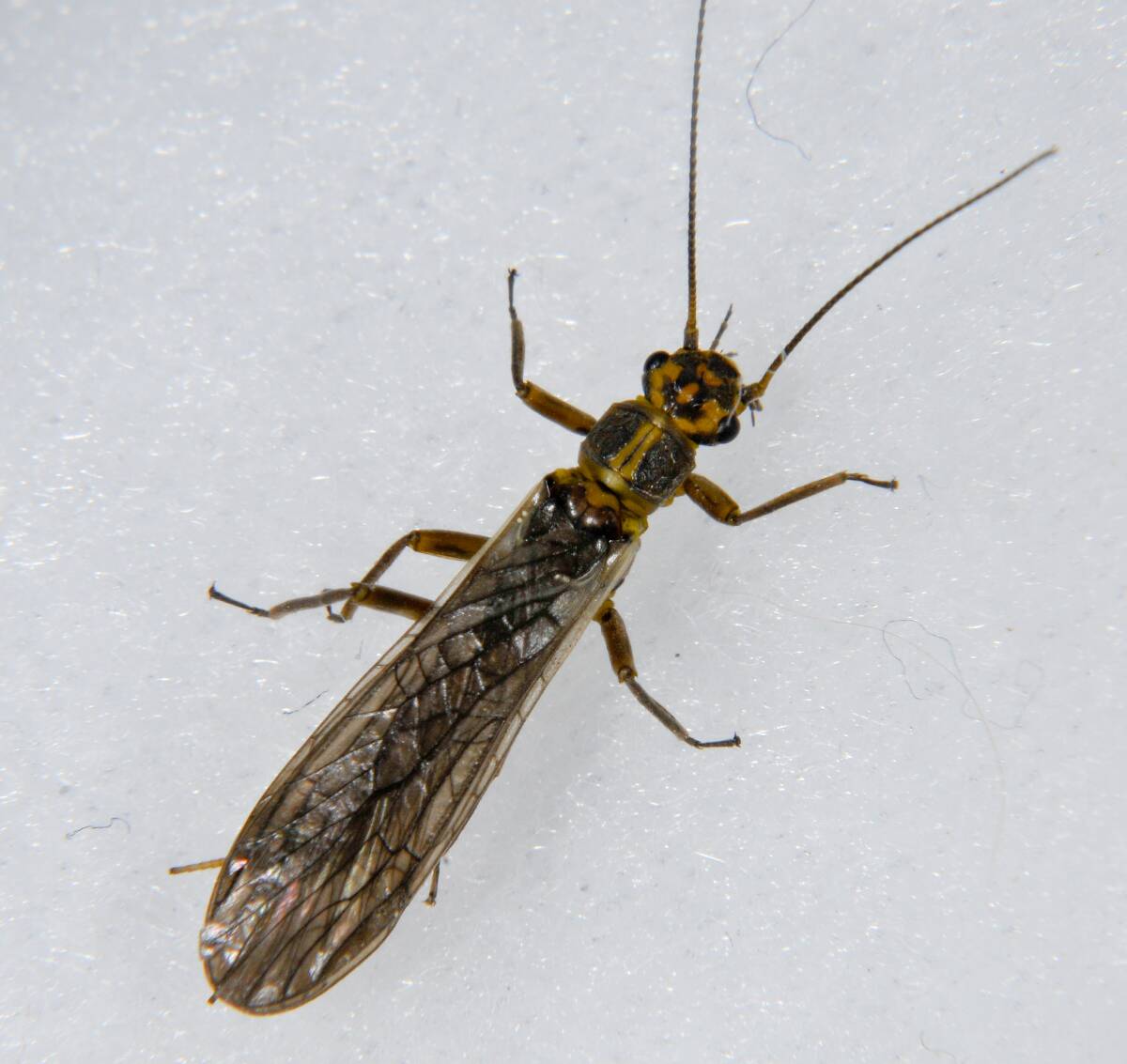 Stonefly Genus Isoperla (Stripetails and Yellow Stones)