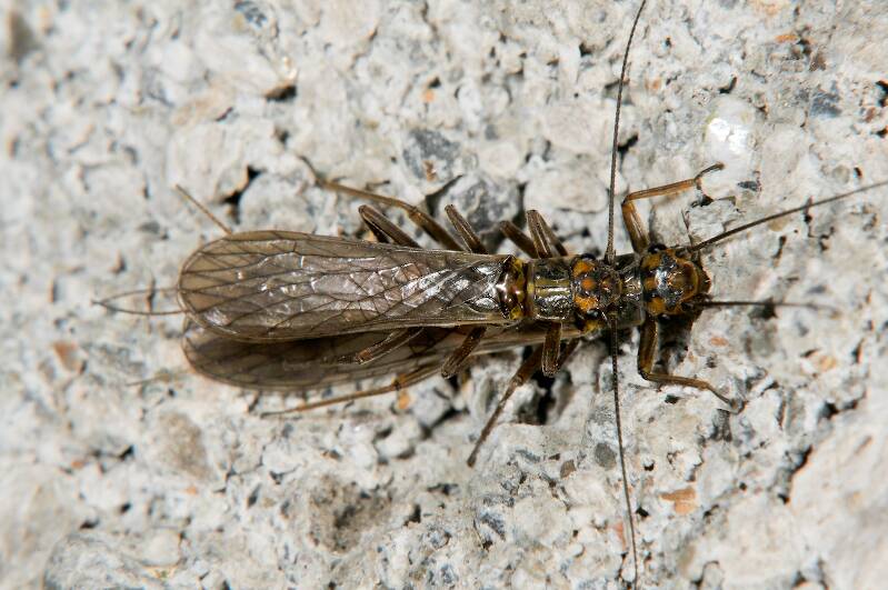 Isoperla fulva (Yellow Sally) Stonefly Adult Pictures