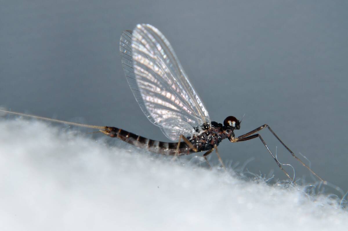 Male Neoleptophlebia heteronea (Blue Quill) Mayfly Spinner Pictures