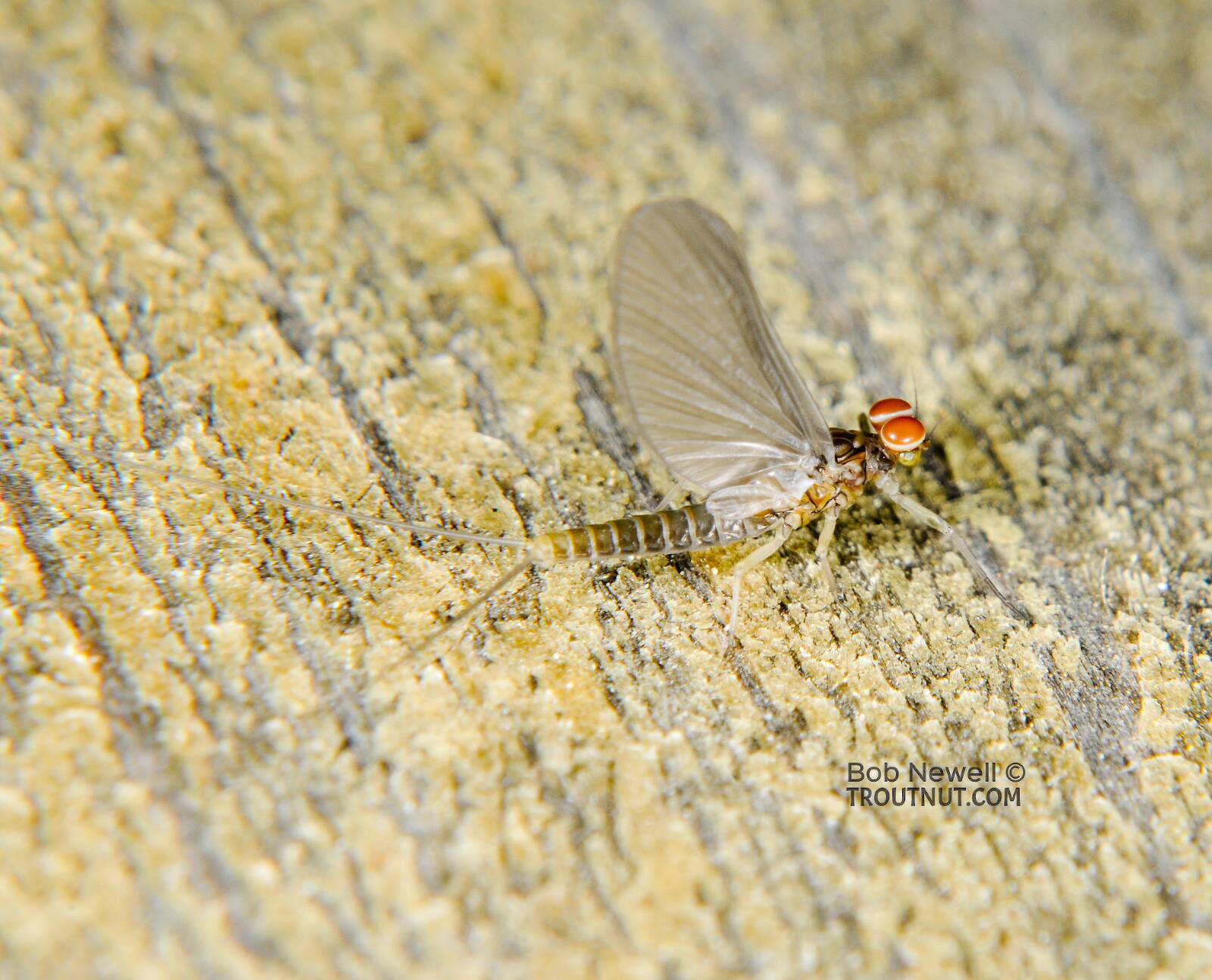 Mayfly Genus Baetis (Blue-Winged Olives)