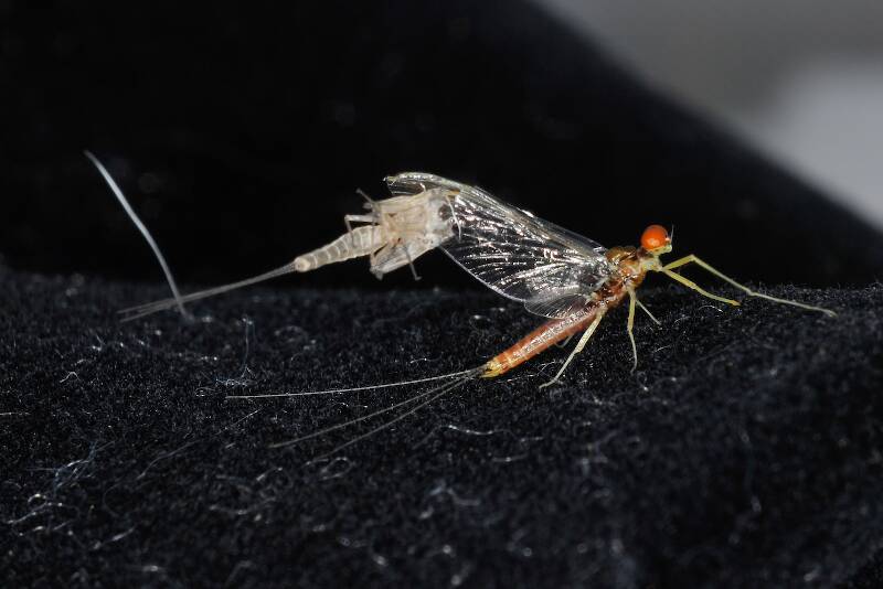 Male Cinygmula mimus Mayfly Spinner Pictures