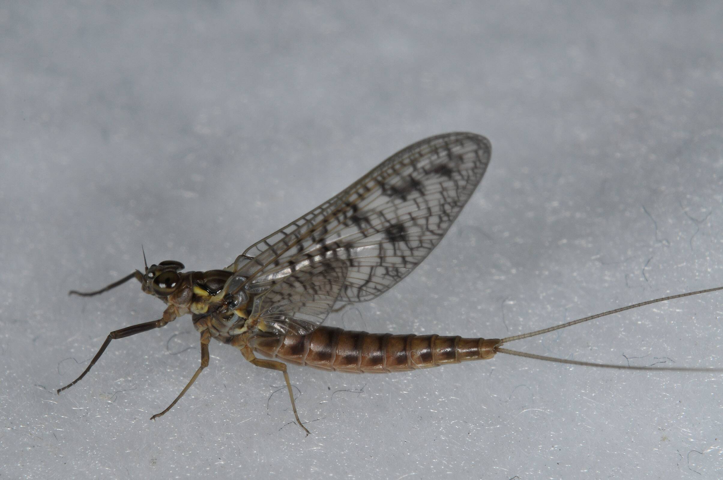 Mayfly Family Ameletidae (Brown Duns)