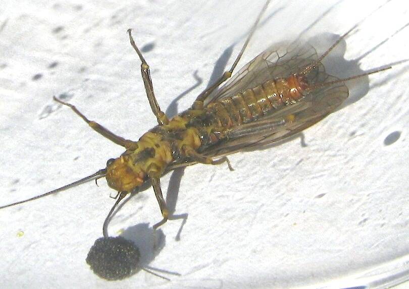 Female Skwala curvata (Large Springfly) Stonefly Adult Pictures