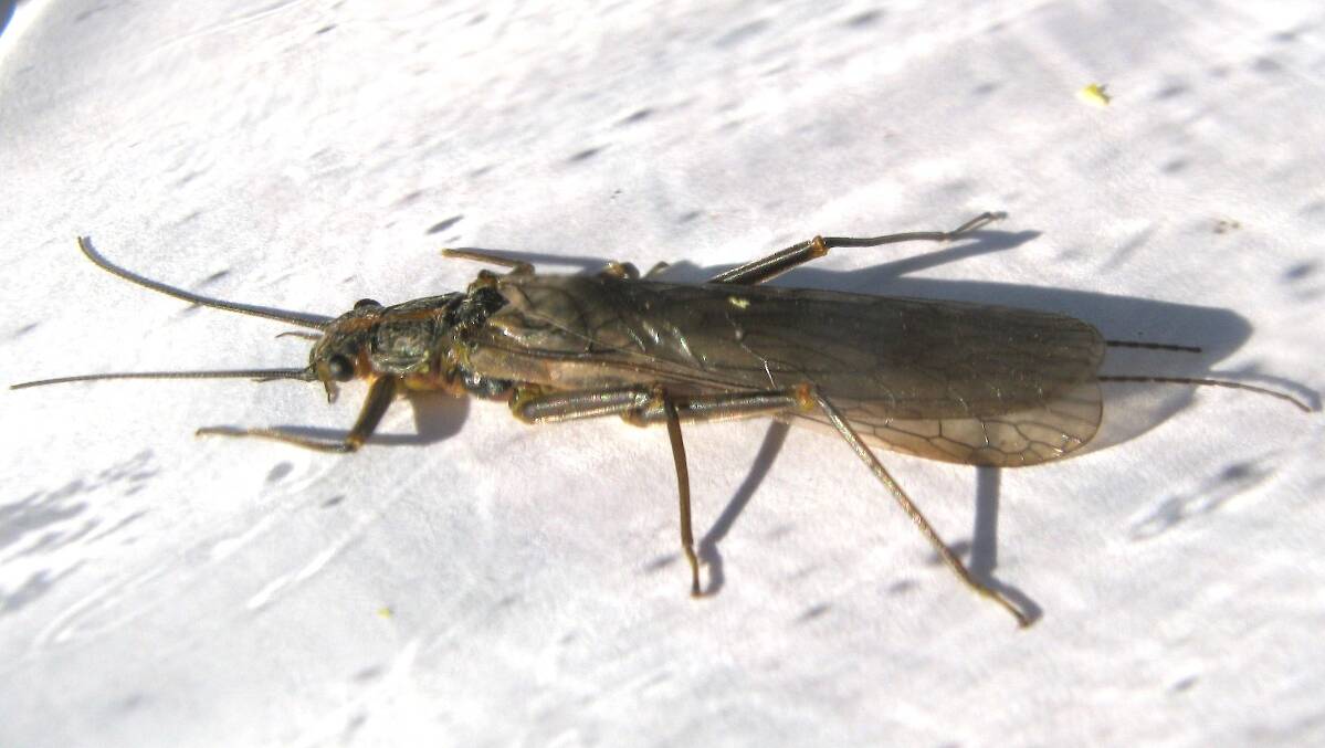 Female Skwala curvata (Large Springfly) Stonefly Adult Pictures
