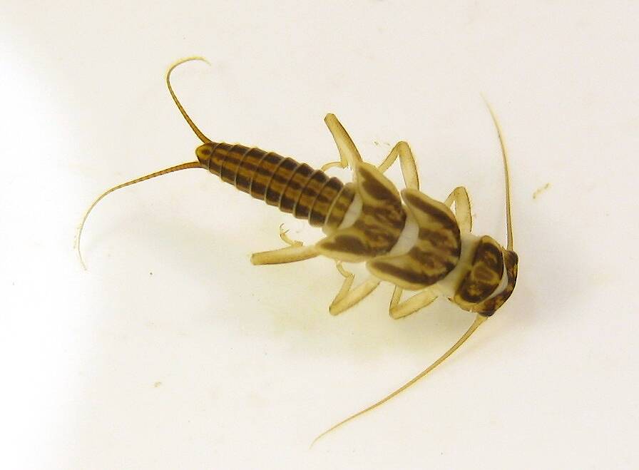 Isoperla quinquepunctata (Little Yellow Stonefly) Stonefly Nymph Pictures