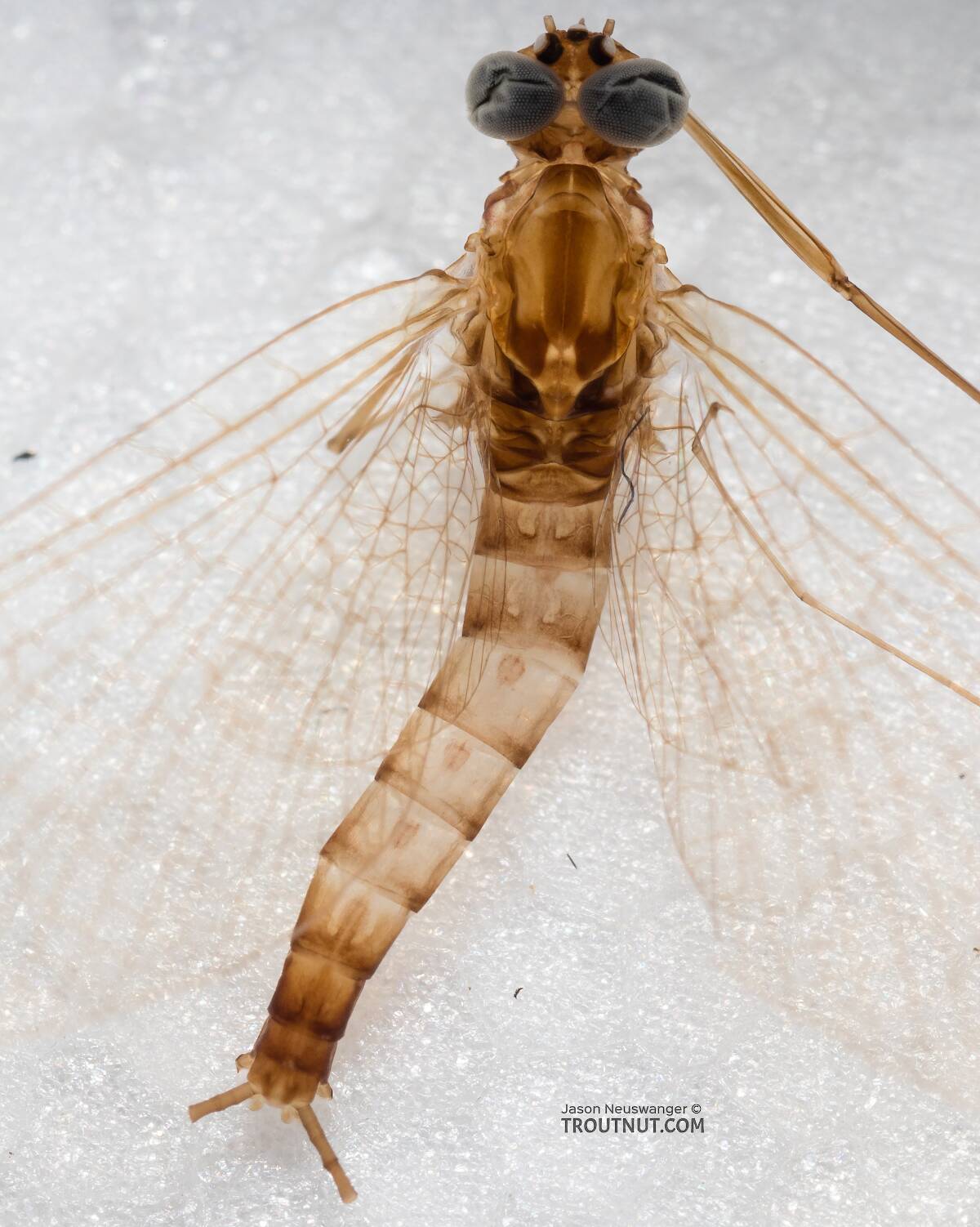 Male Cinygmula ramaleyi (Small Western Gordon Quill) Mayfly Spinner ...