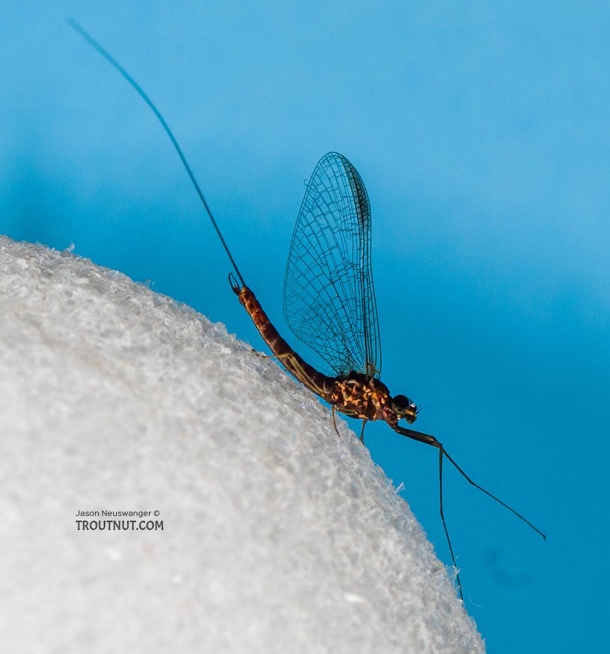 Male Rhithrogena morrisoni (Western March Brown) Mayfly Spinner Pictures