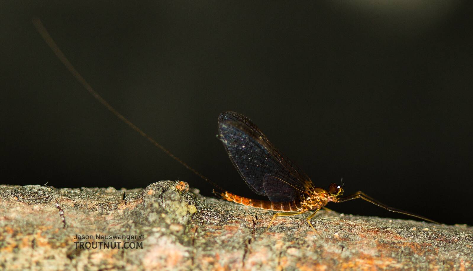 Male Rhithrogena morrisoni (Western March Brown) Mayfly Spinner Pictures