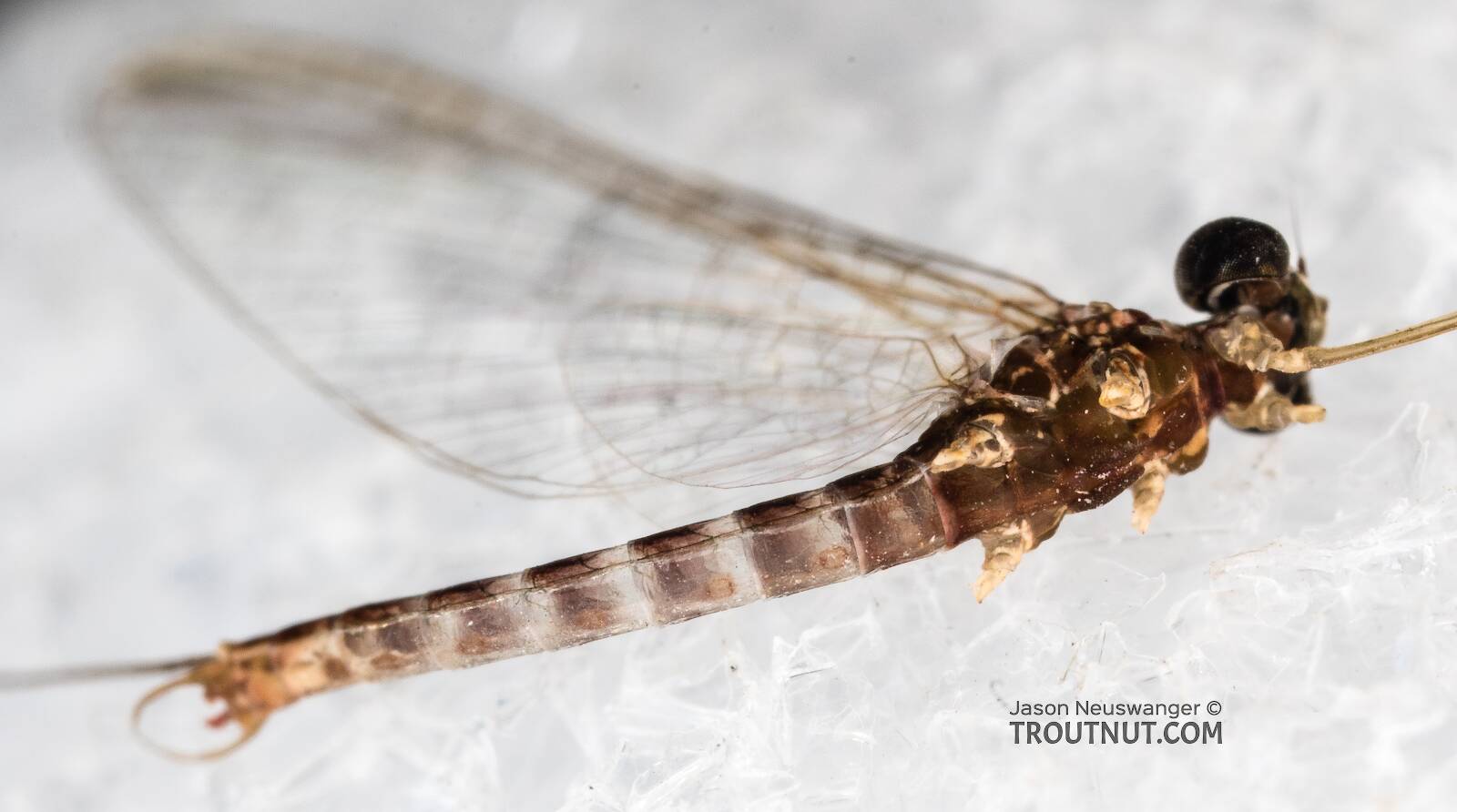 Male Cinygmula (Dark Red Quill) Mayfly Spinner Pictures