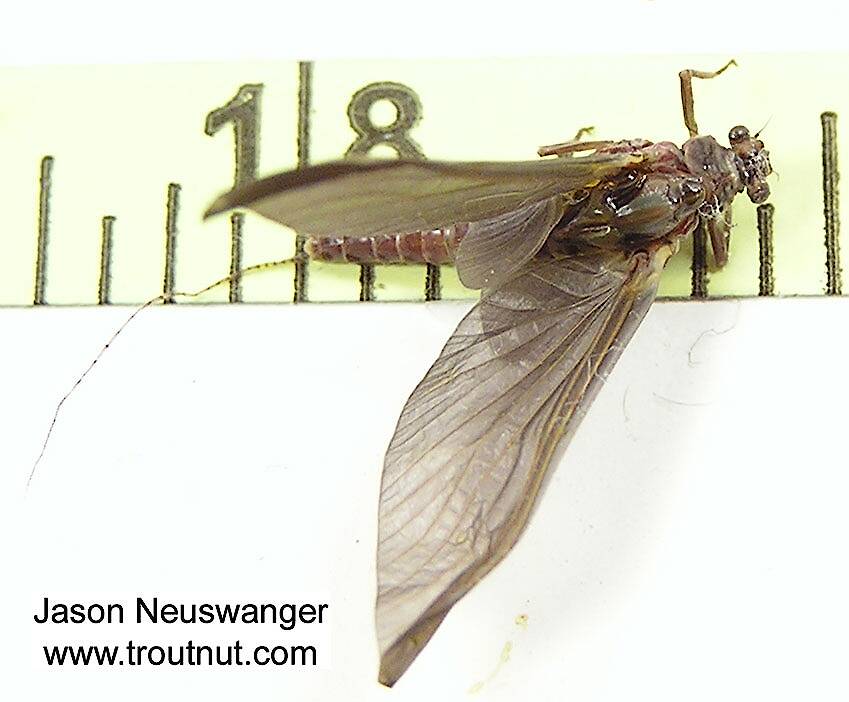 Female Ephemerella subvaria (Hendrickson) Mayfly Dun Pictures