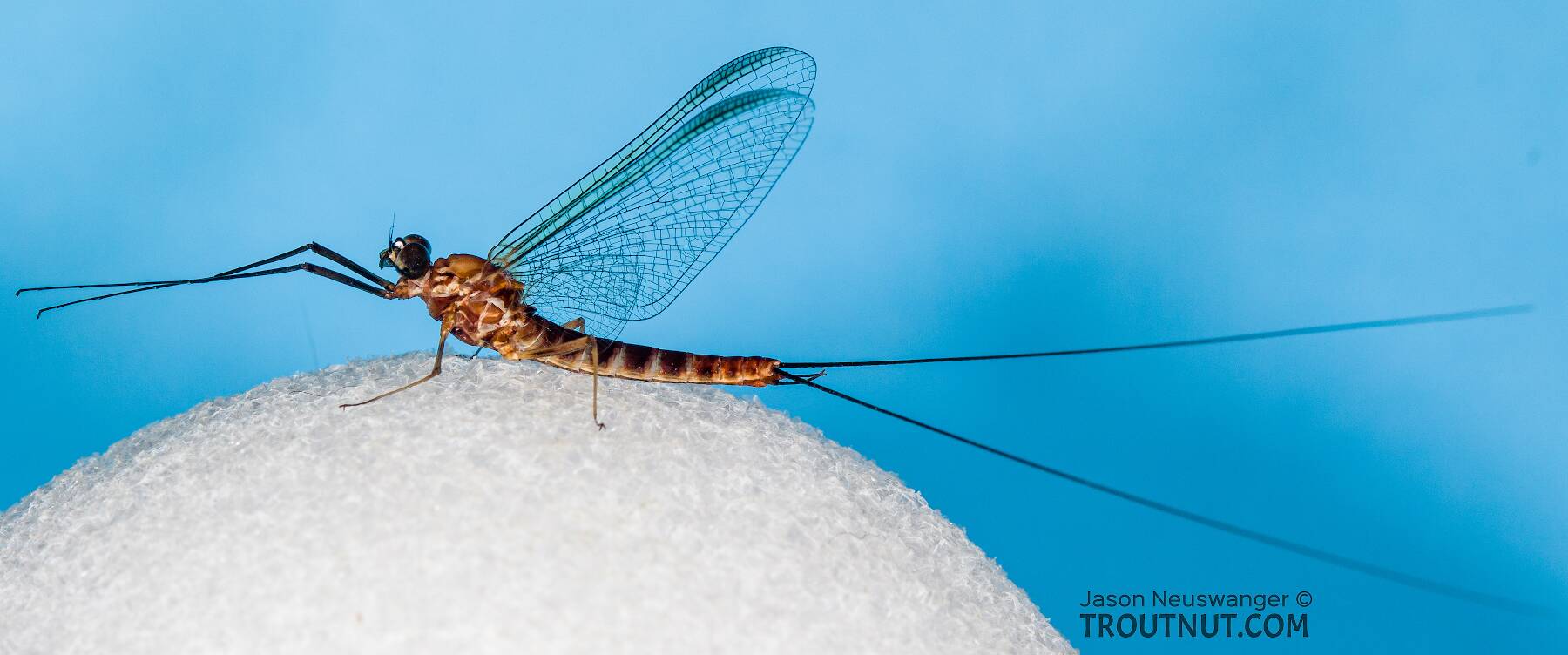 Mayfly Genus Rhithrogena