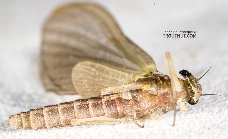 Female Epeorus deceptivus Mayfly Dun Pictures