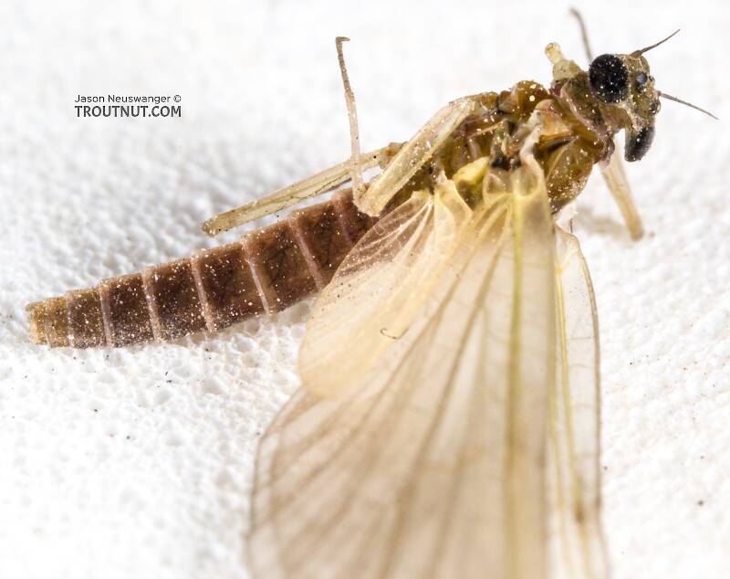 Female Epeorus deceptivus Mayfly Dun Pictures