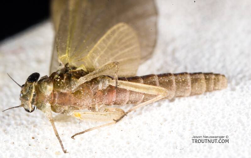 Female Epeorus deceptivus Mayfly Dun Pictures