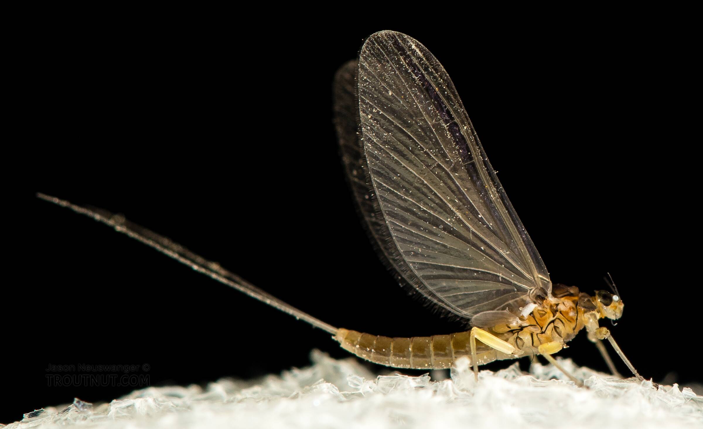 Female Baetidae (Blue-Winged Olive) Mayfly Dun Pictures