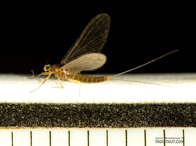 Female Baetidae (Blue-Winged Olive) Mayfly Dun Pictures