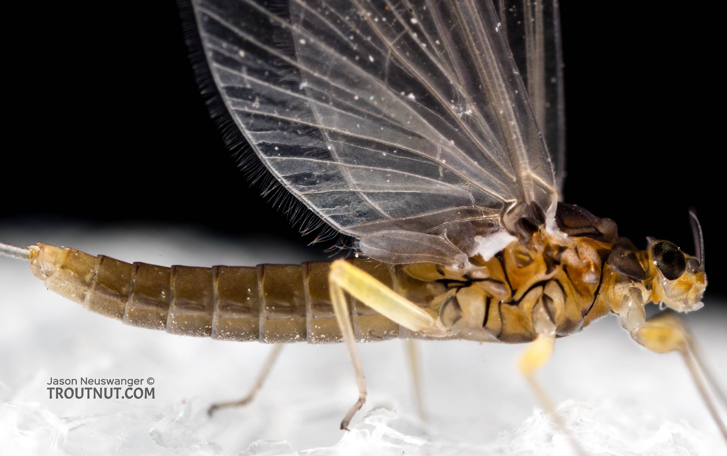 Female Baetidae (Blue-Winged Olive) Mayfly Dun Pictures
