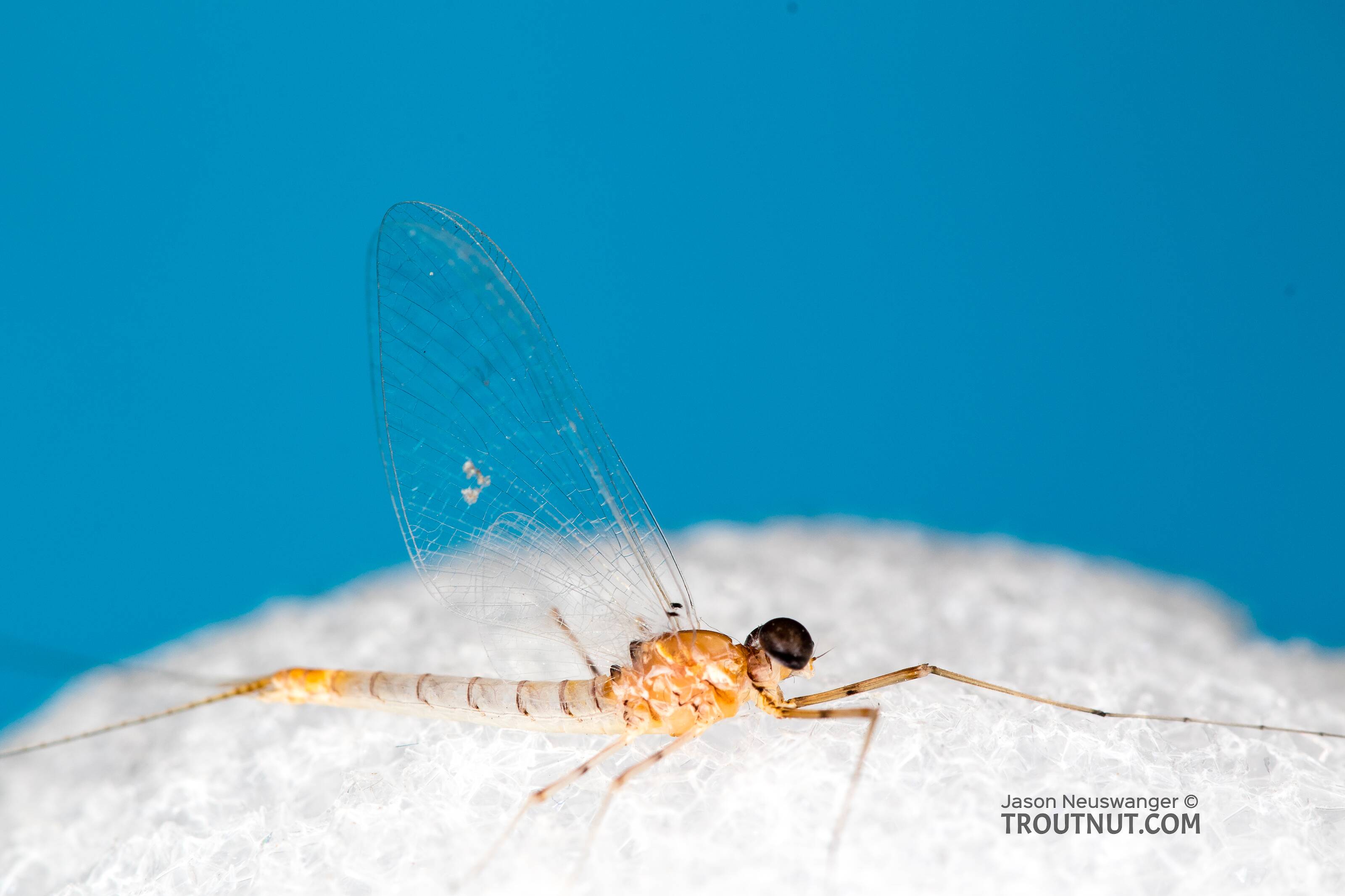 Male Epeorus albertae (Pink Lady) Mayfly Spinner Pictures