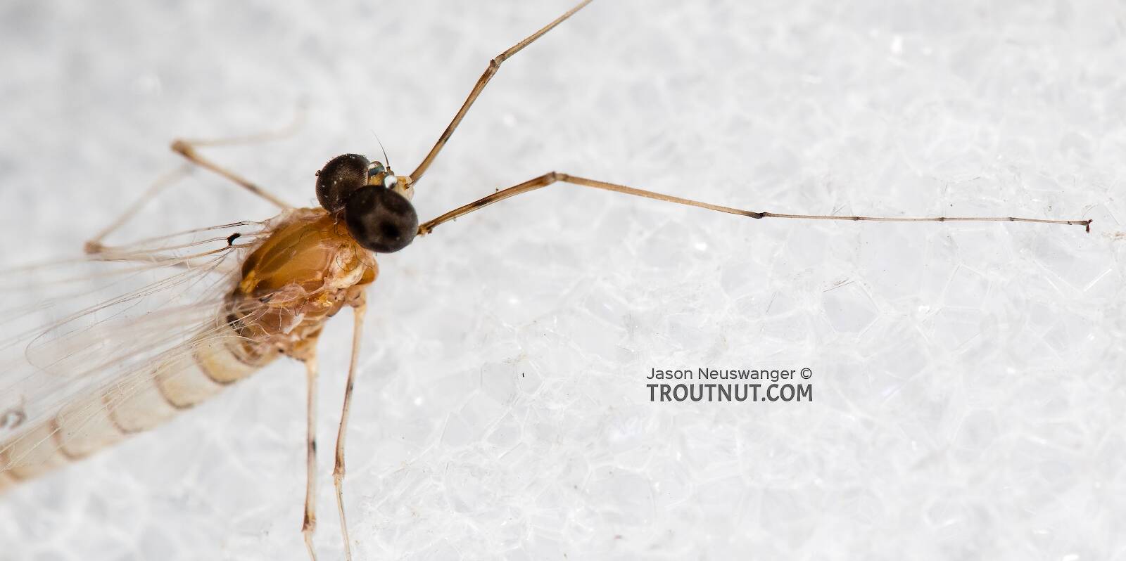 Male Epeorus albertae (Pink Lady) Mayfly Spinner Pictures