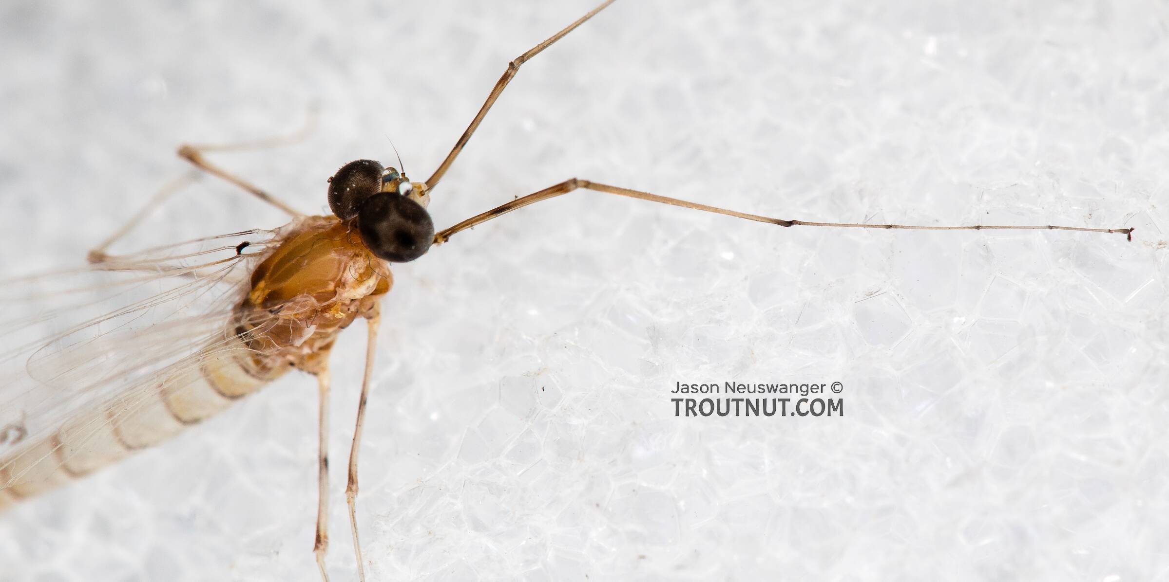 Male Epeorus albertae (Pink Lady) Mayfly Spinner Pictures