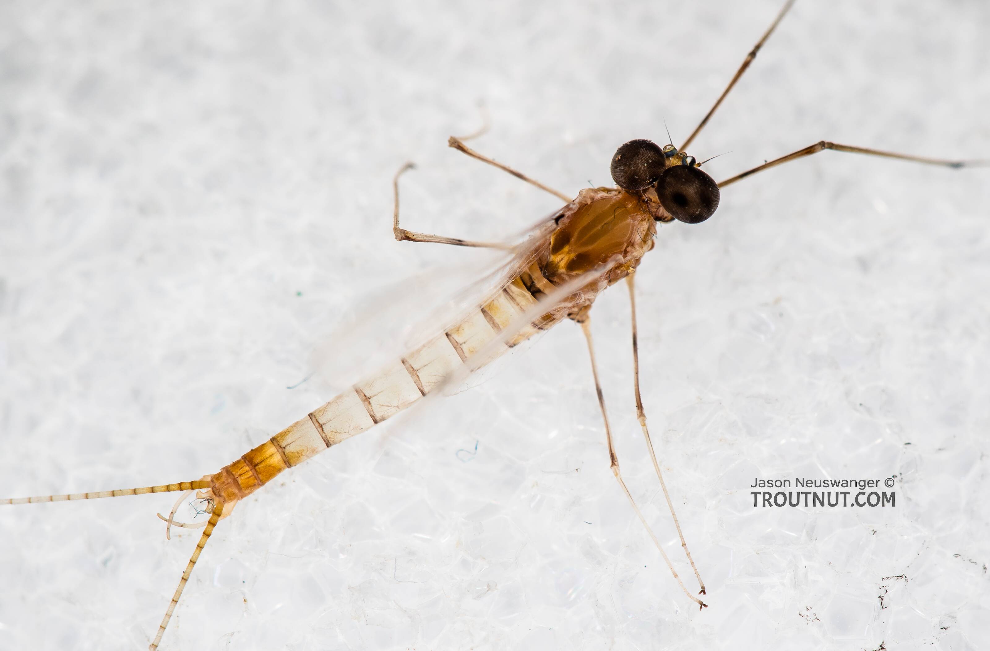 Male Epeorus albertae (Pink Lady) Mayfly Spinner Pictures