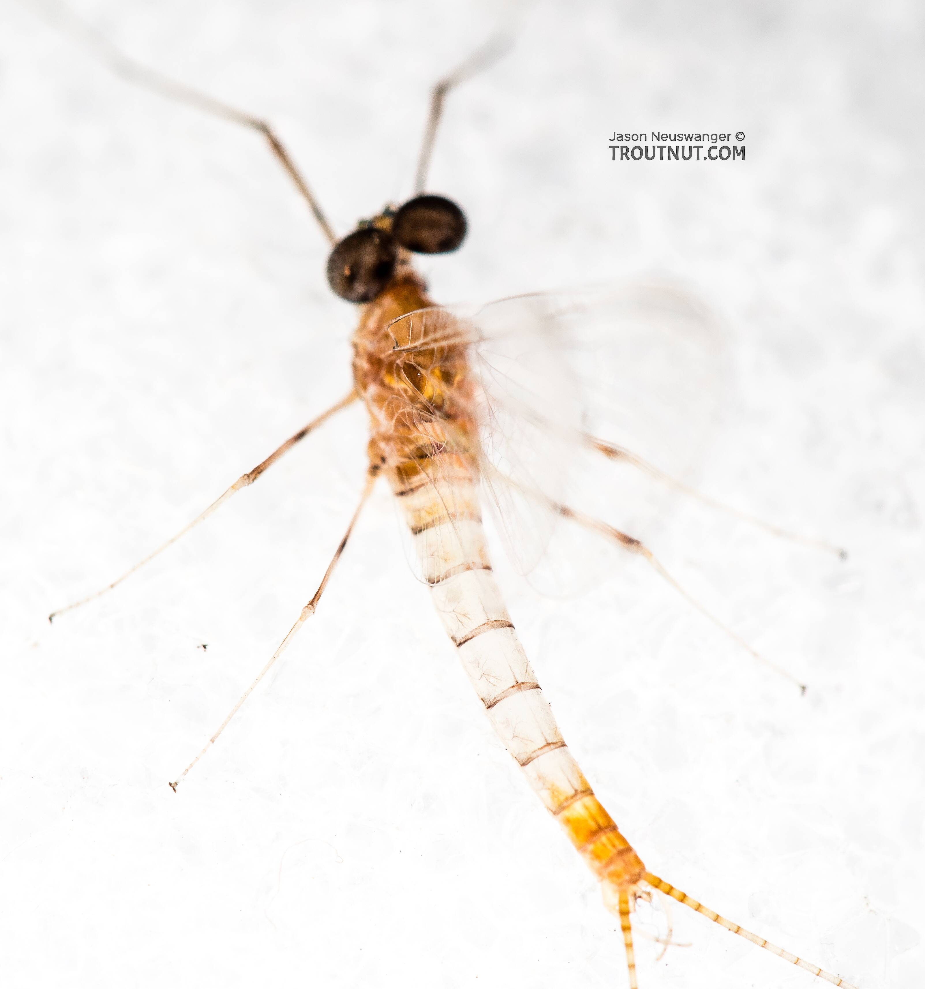 Male Epeorus albertae (Pink Lady) Mayfly Spinner Pictures