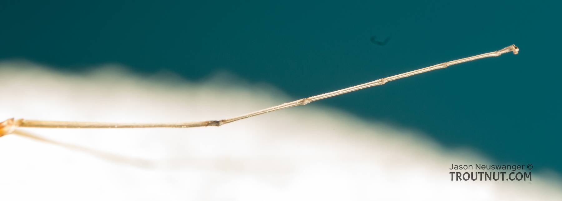 Male Epeorus albertae (Pink Lady) Mayfly Spinner Pictures