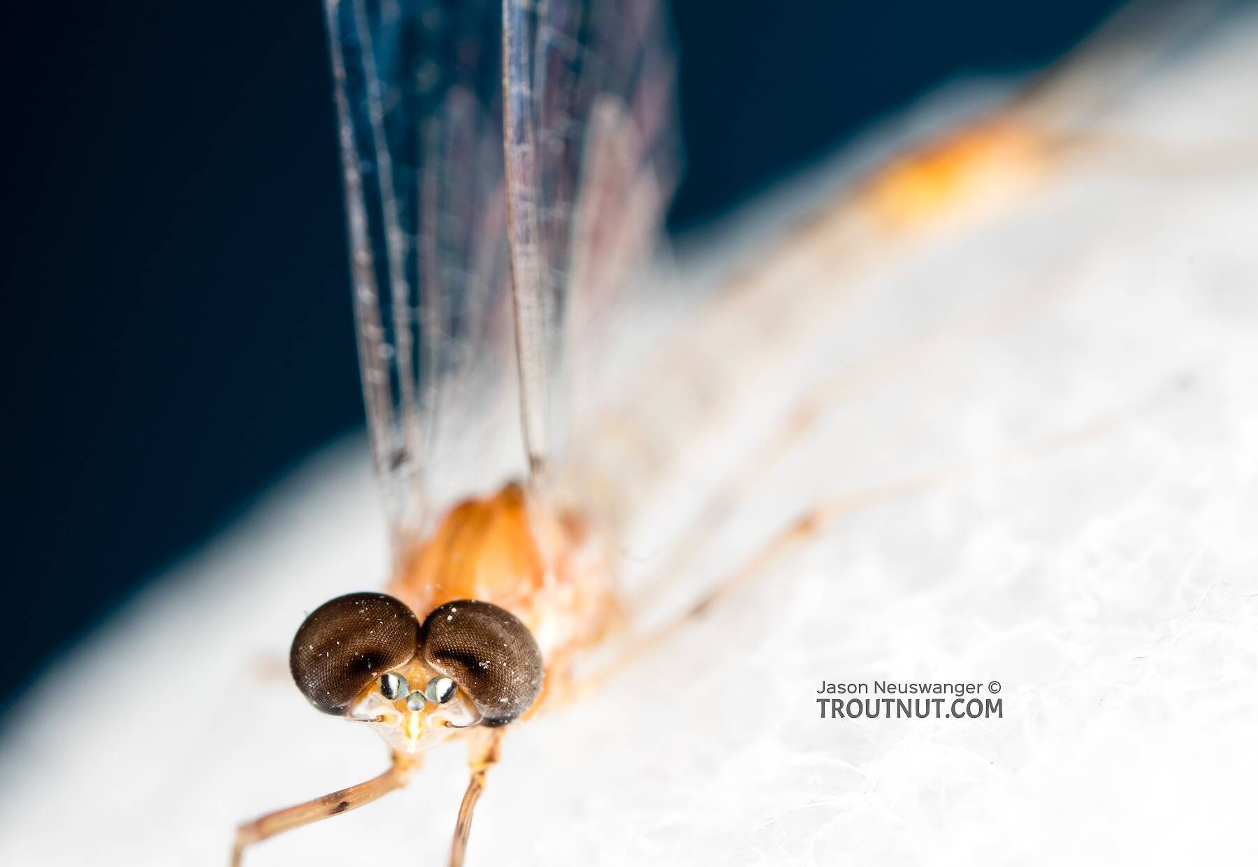 Male Epeorus albertae (Pink Lady) Mayfly Spinner Pictures