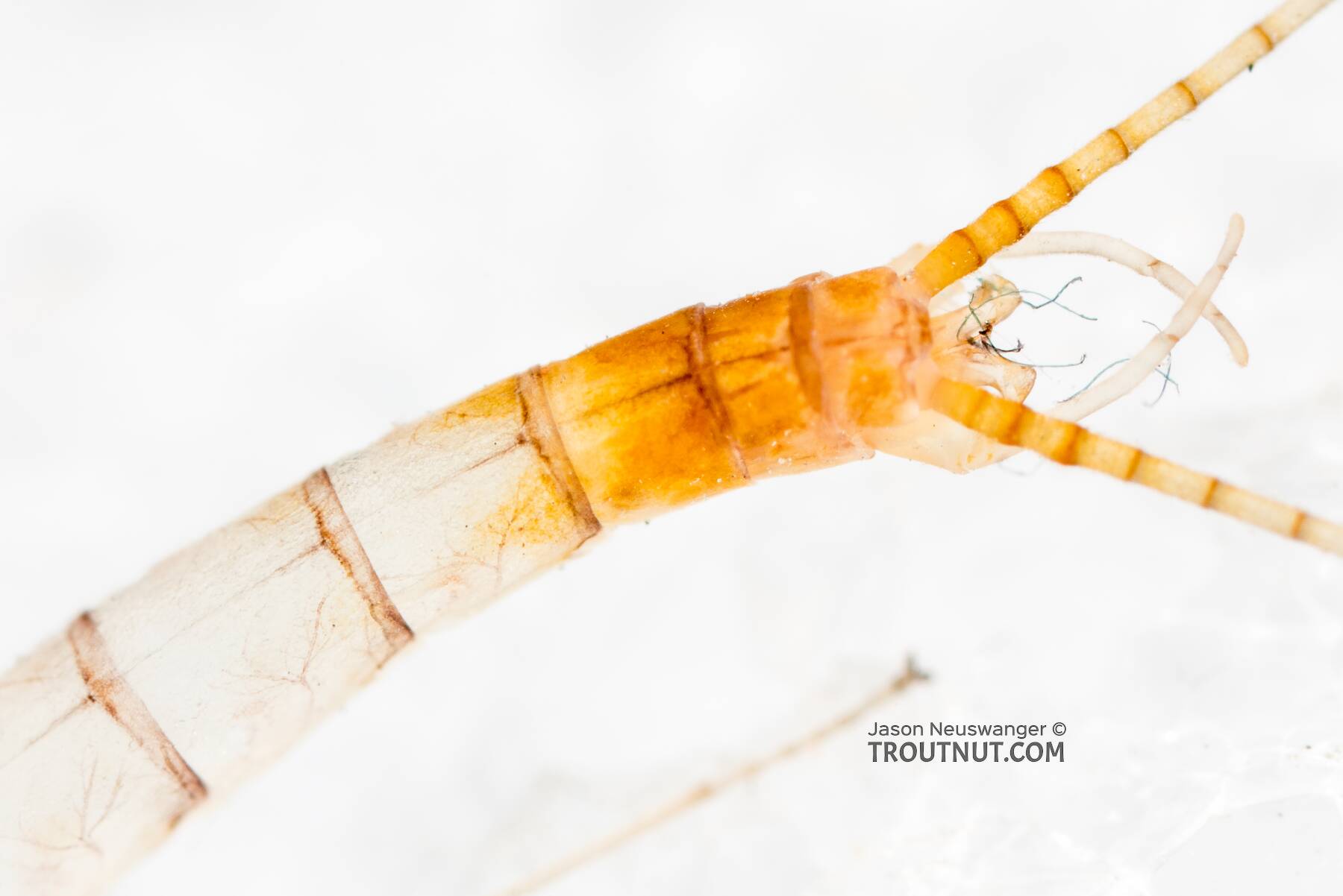 Male Epeorus albertae (Pink Lady) Mayfly Spinner Pictures