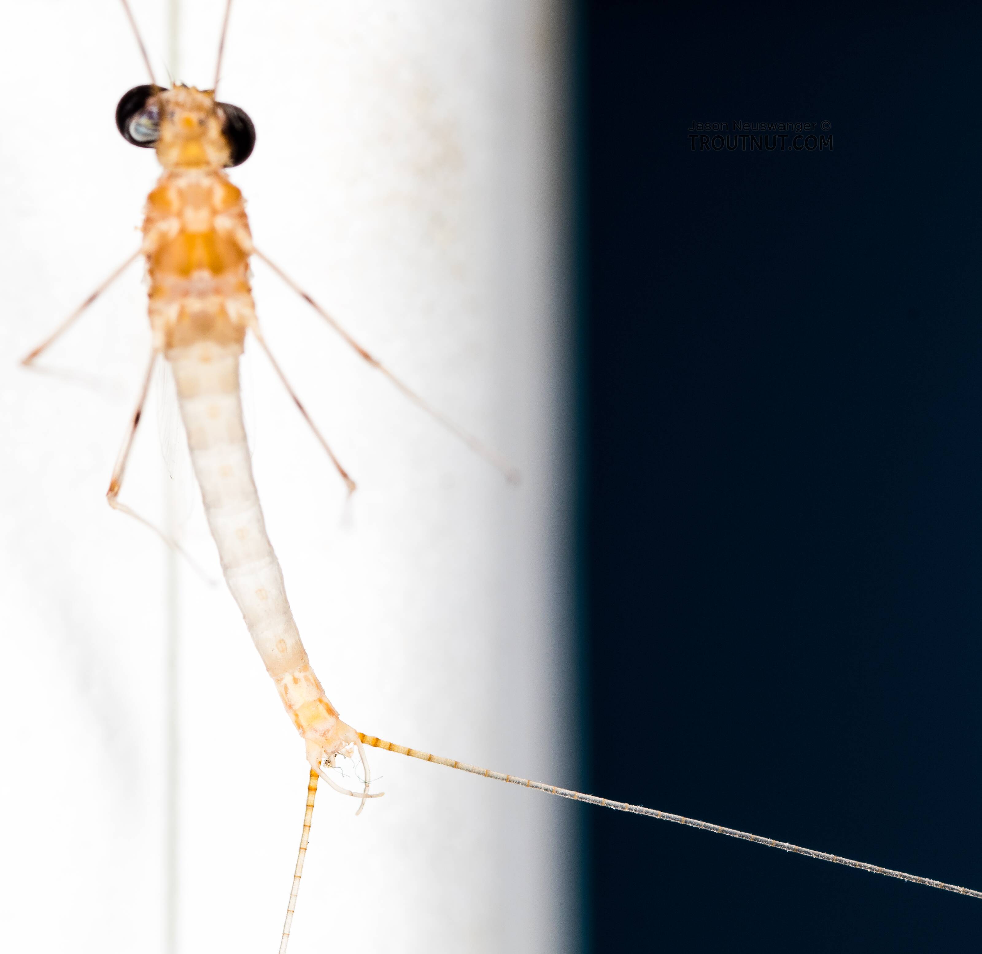 Male Epeorus albertae (Pink Lady) Mayfly Spinner Pictures