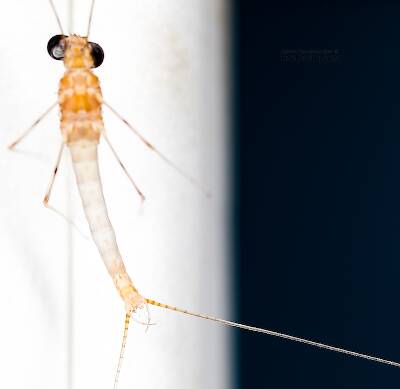 Male Epeorus albertae (Pink Lady) Mayfly Spinner Pictures