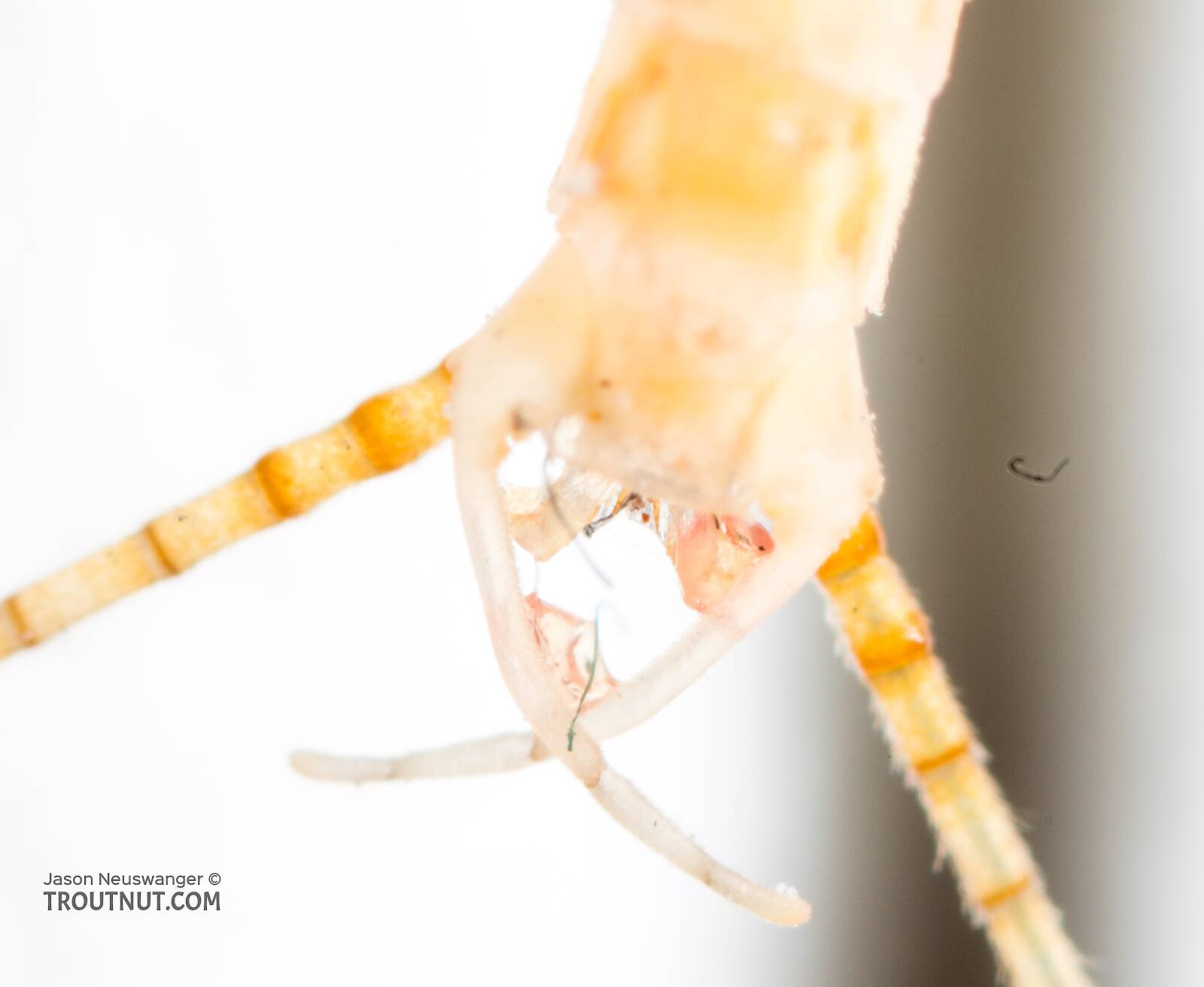 Male Epeorus albertae (Pink Lady) Mayfly Spinner Pictures