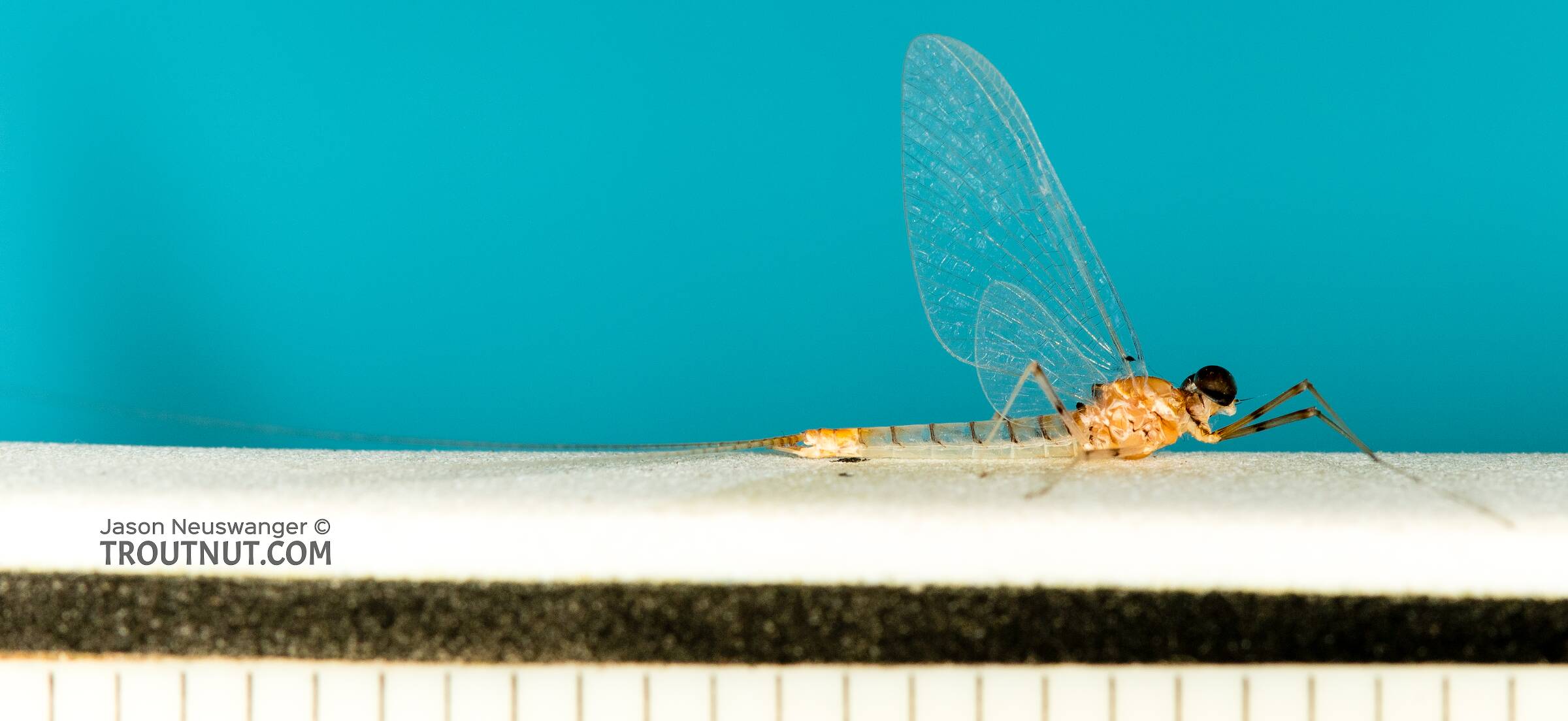 Male Epeorus albertae (Pink Lady) Mayfly Spinner Pictures