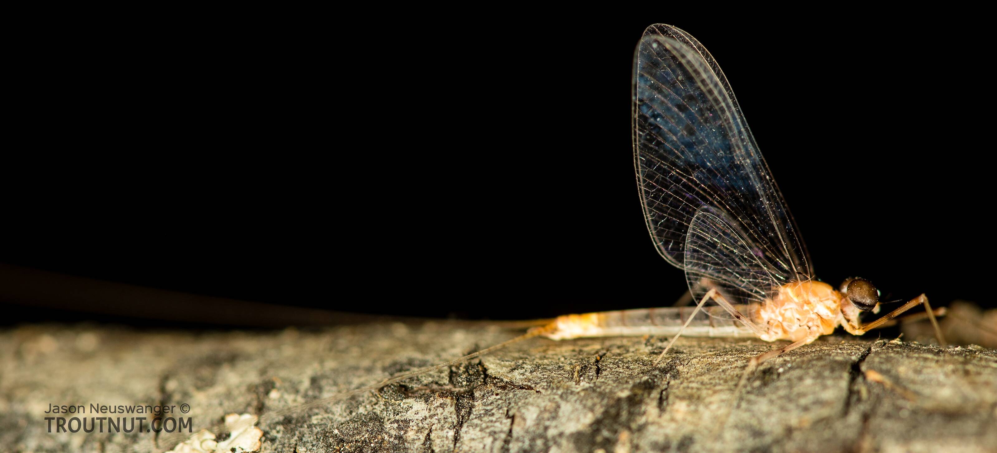 Male Epeorus albertae (Pink Lady) Mayfly Spinner Pictures