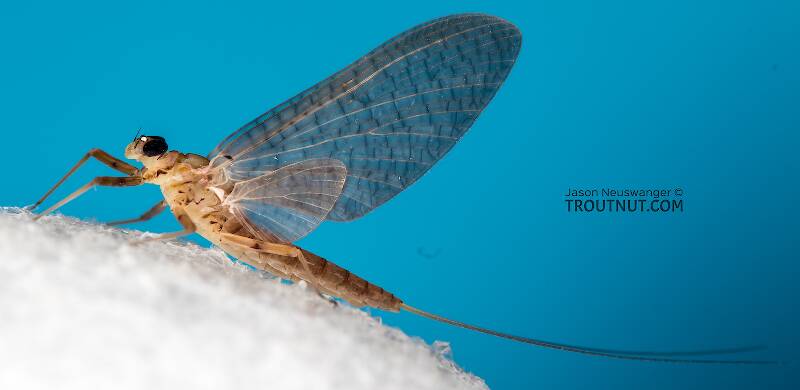 Female Epeorus albertae (Pink Lady) Mayfly Dun Pictures