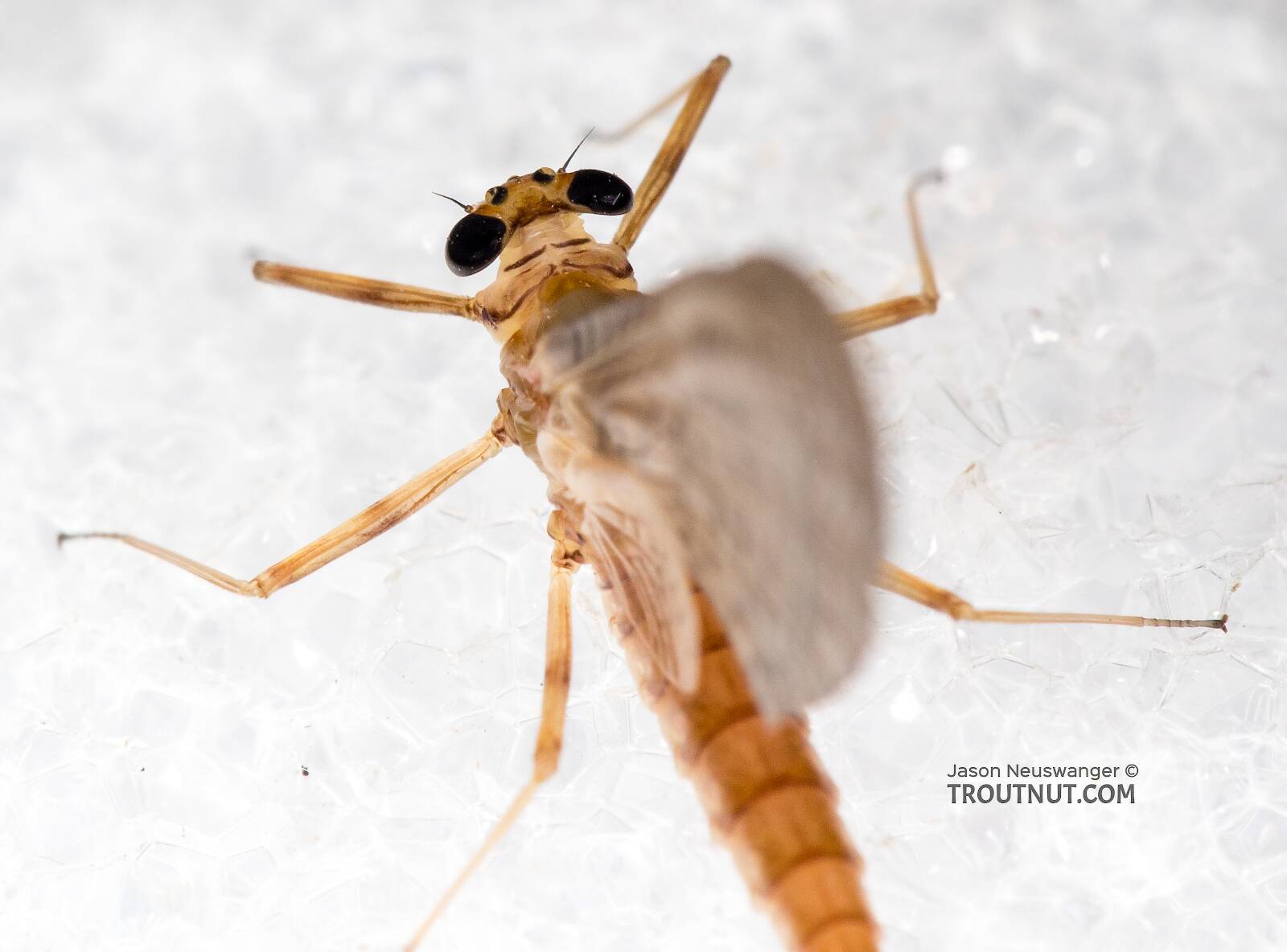 Female Epeorus albertae (Pink Lady) Mayfly Dun Pictures