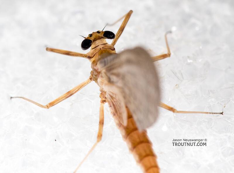 Female Epeorus albertae (Pink Lady) Mayfly Dun Pictures