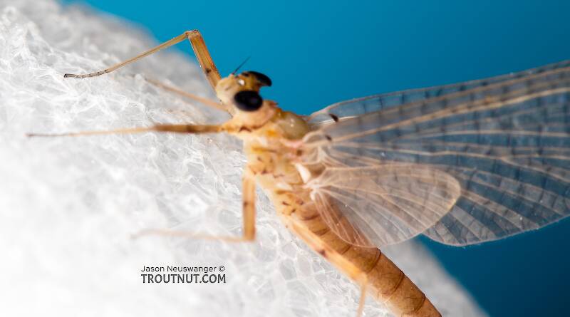 Female Epeorus albertae (Pink Lady) Mayfly Dun Pictures
