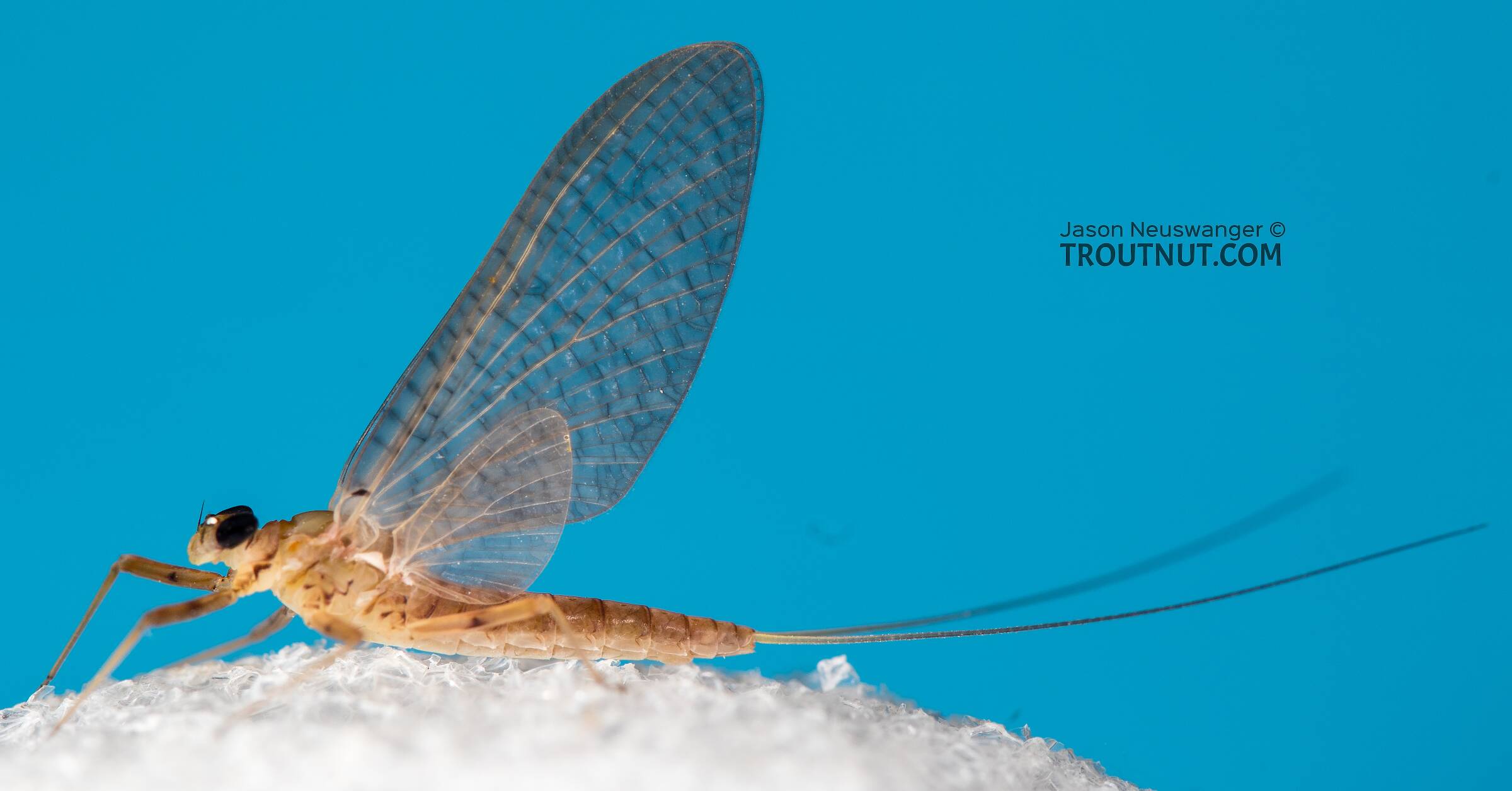 Female Epeorus albertae (Pink Lady) Mayfly Dun Pictures