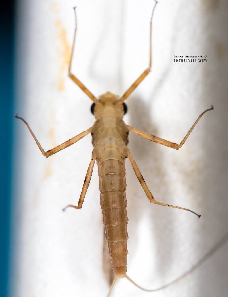 Female Epeorus albertae (Pink Lady) Mayfly Dun Pictures